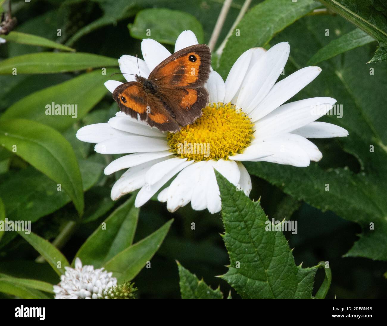 Flying hedge hi-res stock photography and images - Alamy