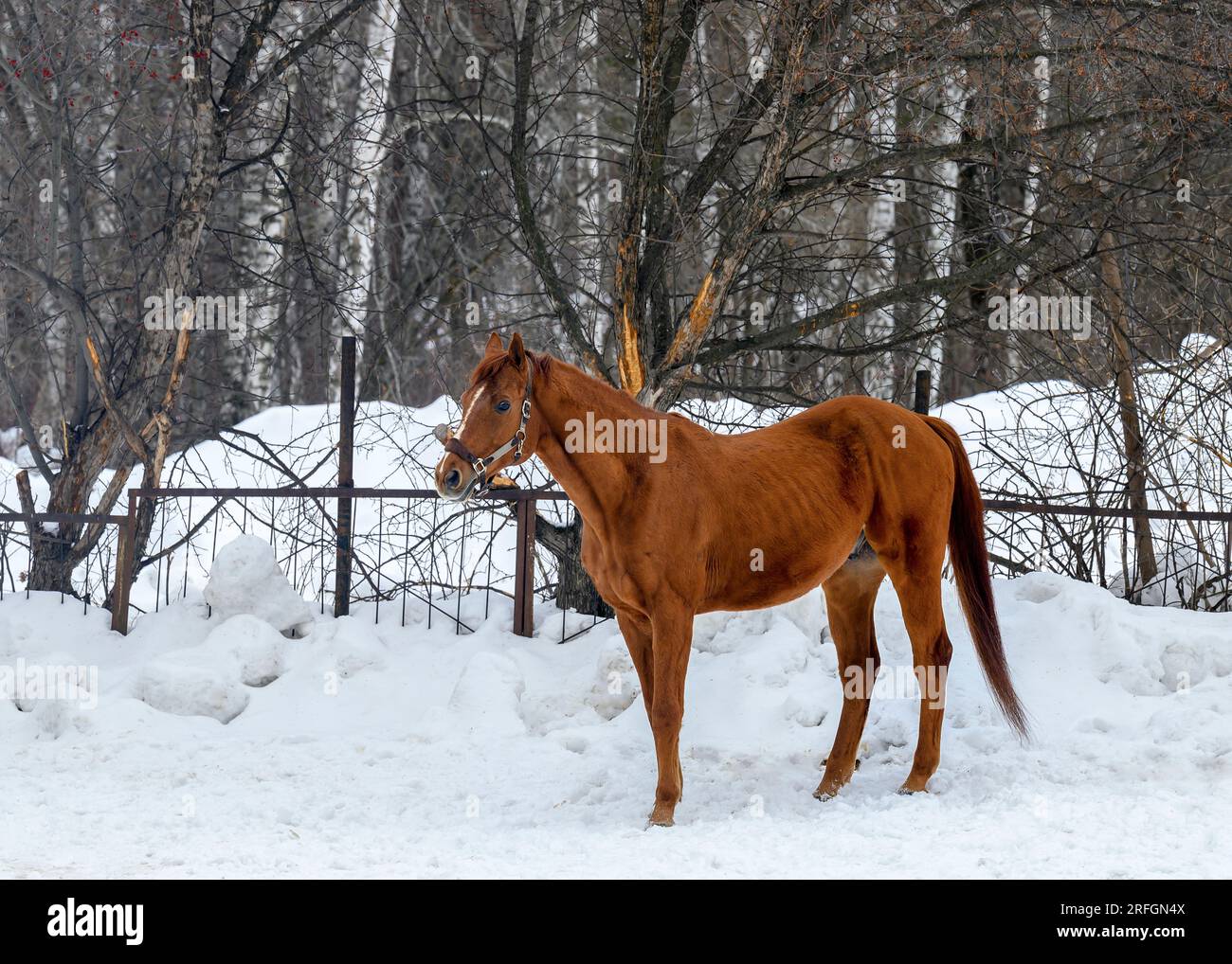 A bay horse on a walk in the snow next to a stable in the woods in ...