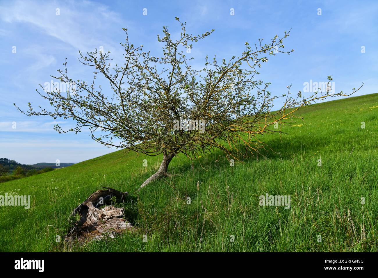 dead apple tree that keeps blooming Stock Photo - Alamy