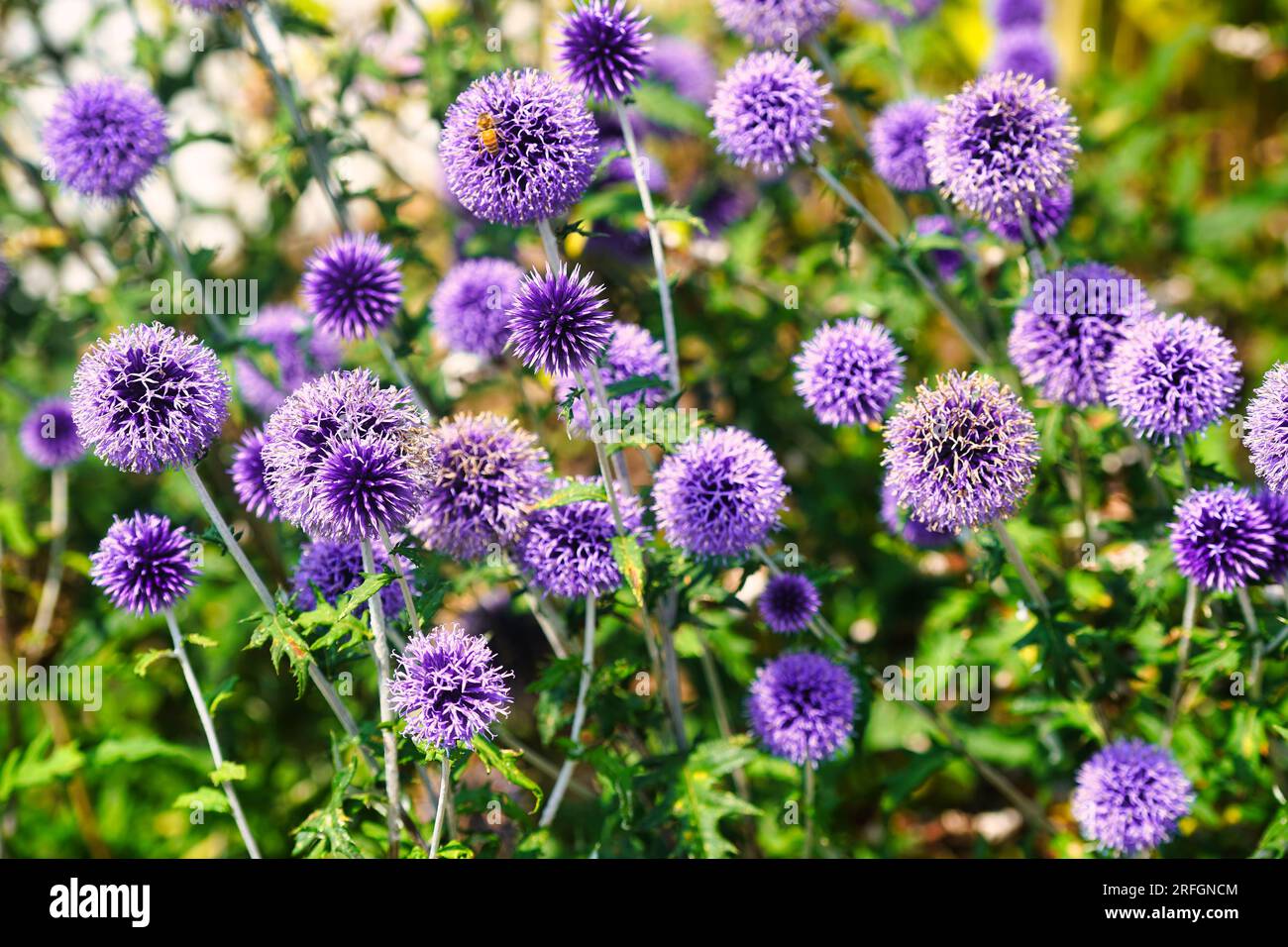 Purple globe thistles growing wild in a field Stock Photo - Alamy