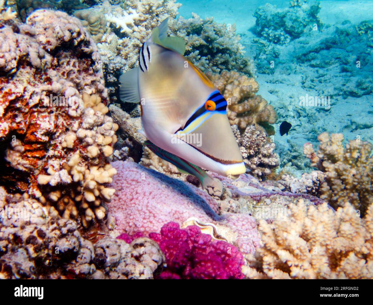 Picasso lagoon triggerfish (Rhinecanthus aculeatus), underwater photo into the Red Sea Stock ...