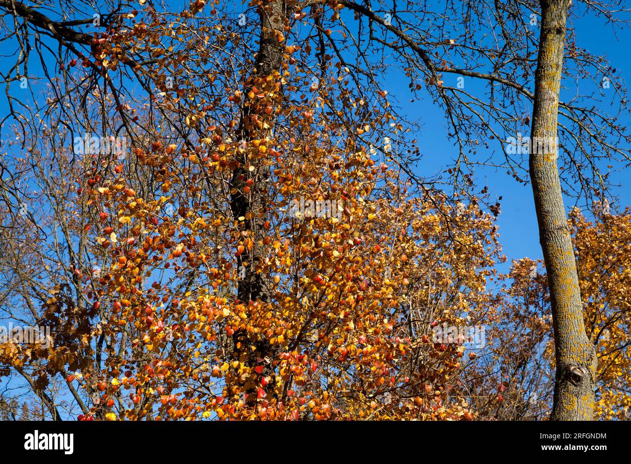 deciduous trees in the autumn season during leaf fall, mixed forest ...