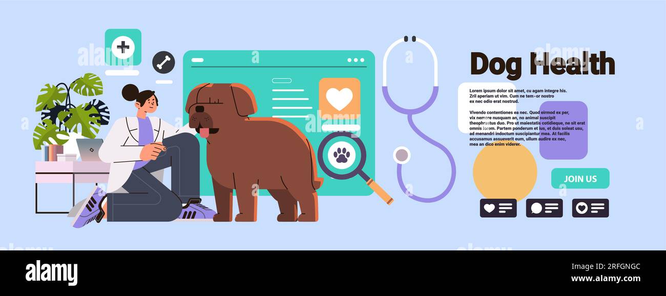 veterinarian doctor with stethoscope checking up dog health medicine ...