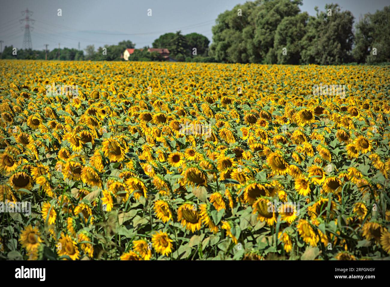 beautiful sunflowers from Italy (Ravenna Stock Photo - Alamy