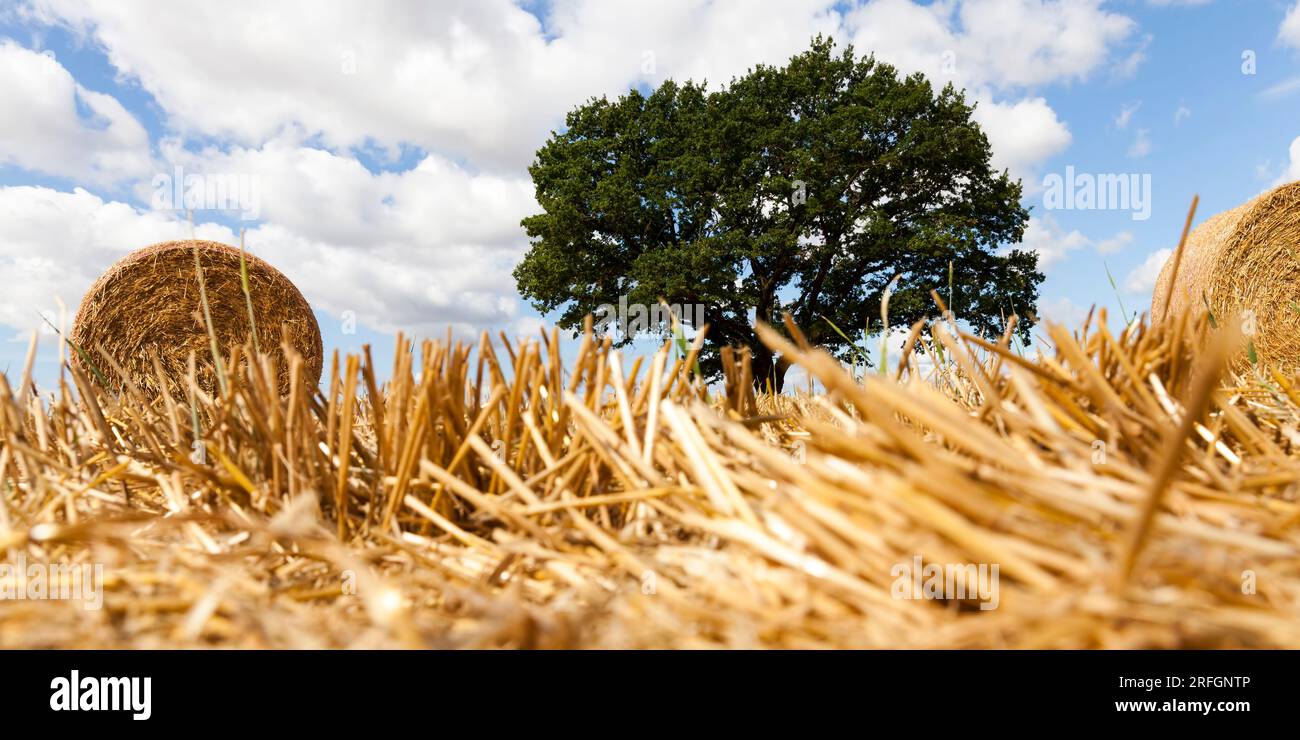 oak with green foliage growing in the middle of a field with stubble ...