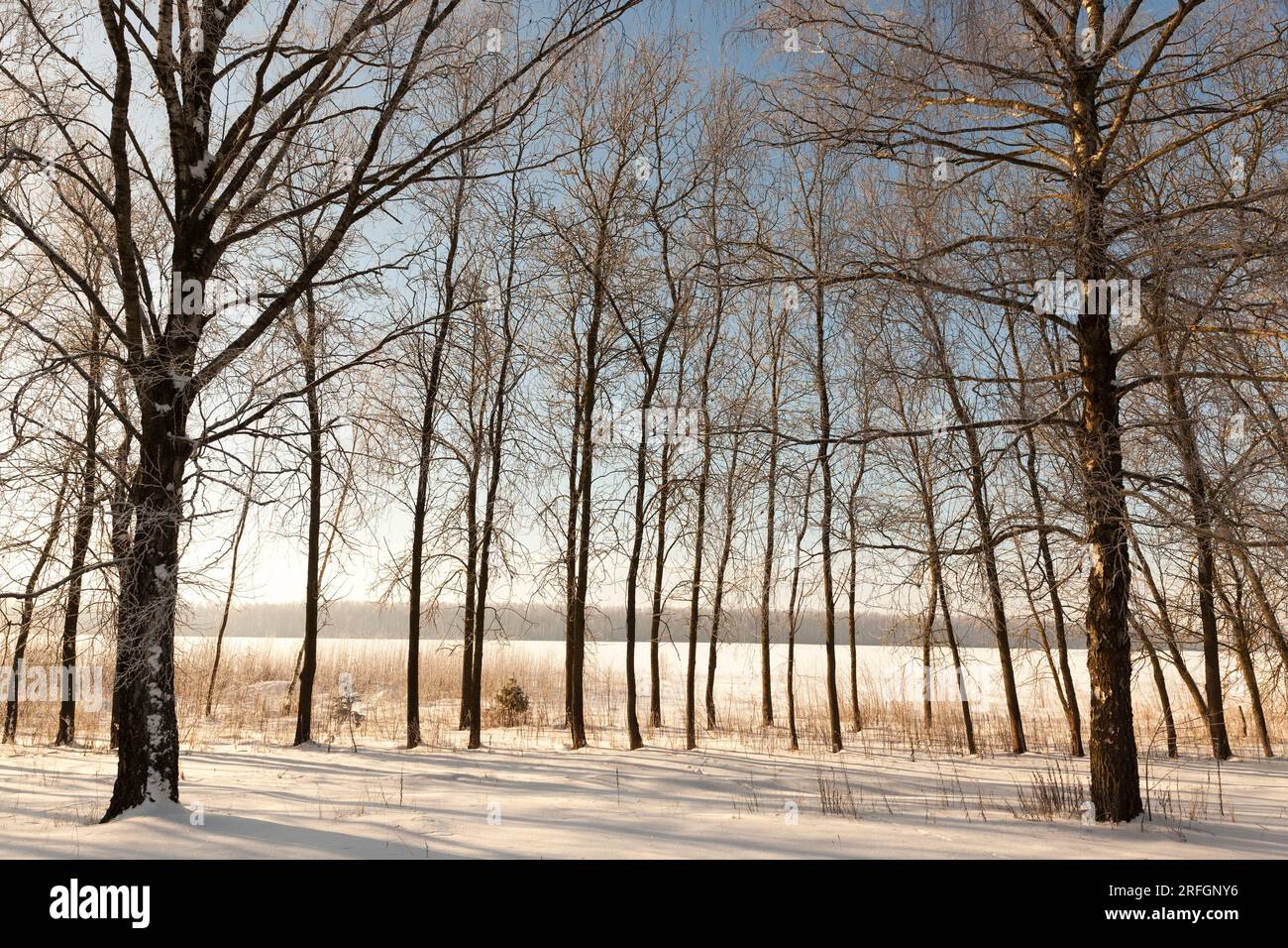 snow covered trees in winter, deciduous trees without foliage covered ...