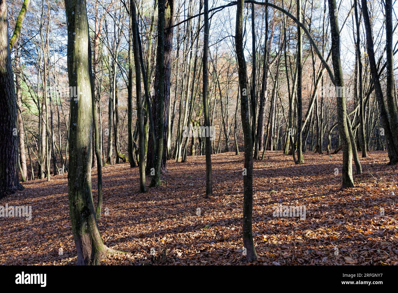 deciduous trees in the autumn season during leaf fall, mixed forest ...