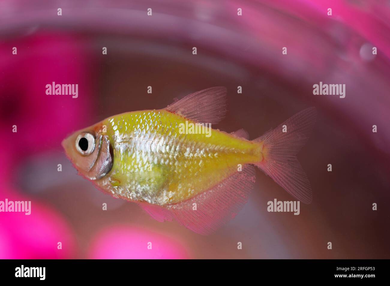 Cute fish on transparent background hi-res stock photography and images ...