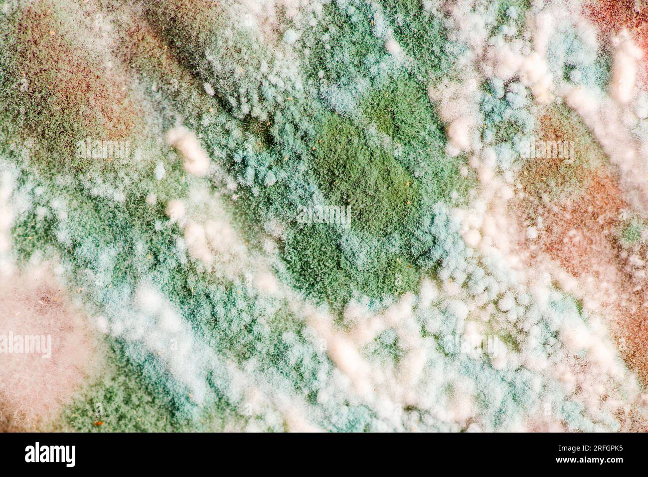 Rotten food rot mold hi-res stock photography and images - Alamy