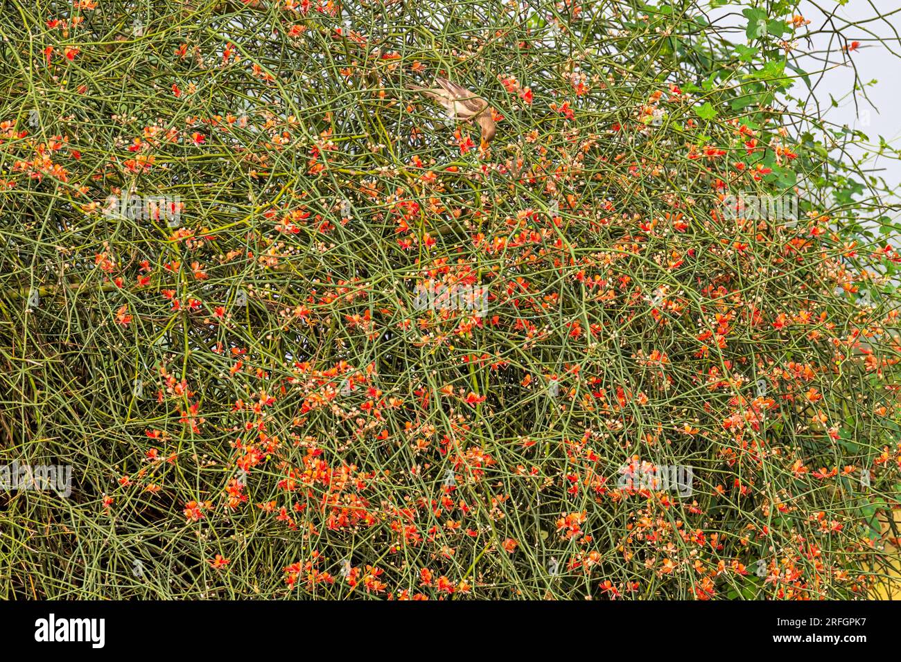 Ephedra flower hi-res stock photography and images - Alamy