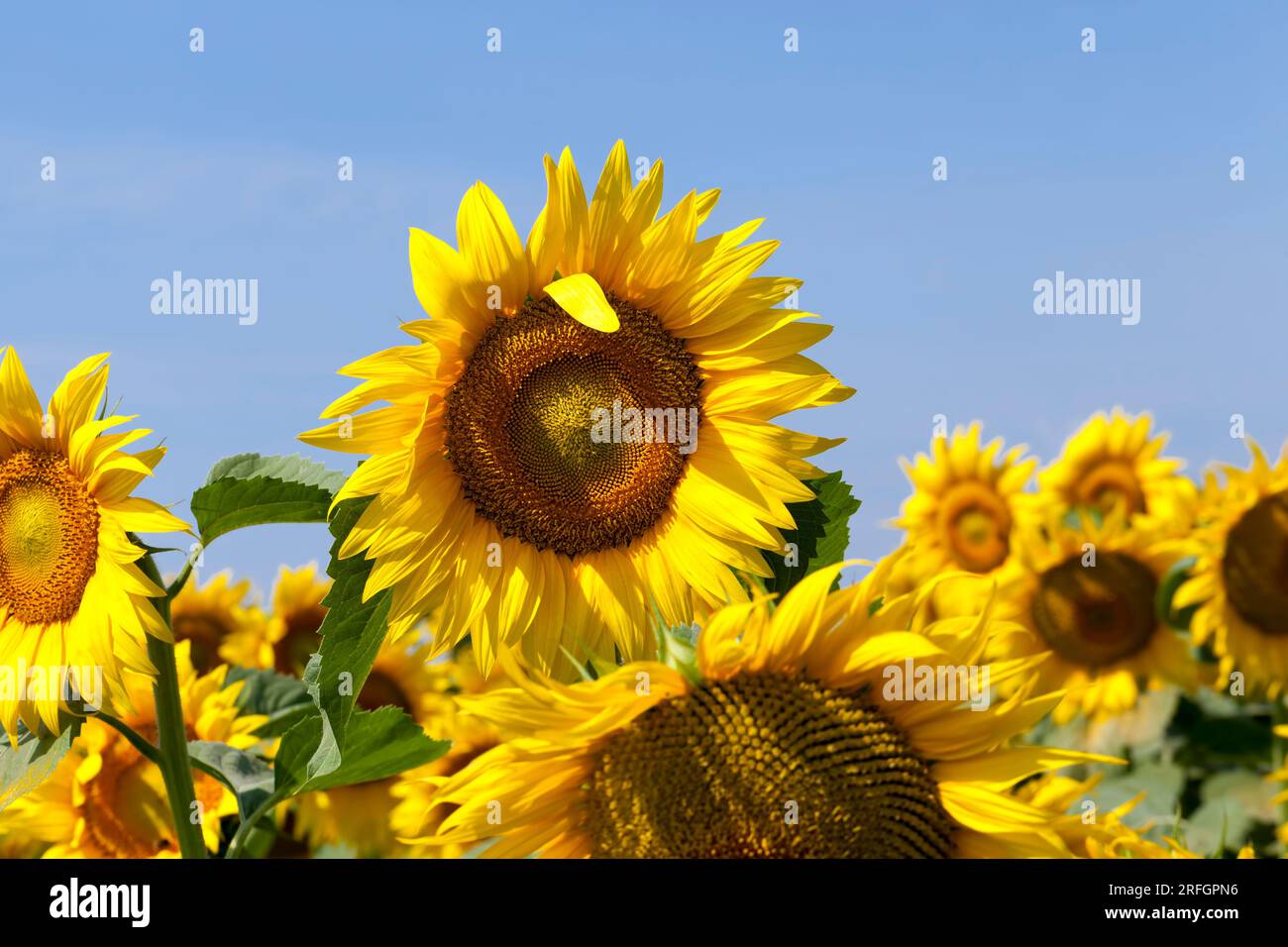 sunflowers during flowering in sunny weather, an agricultural field ...