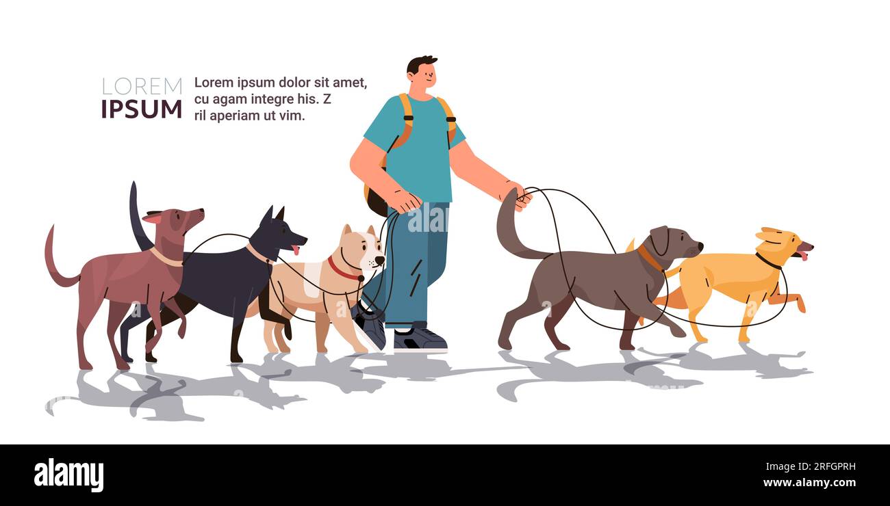 guy dog handler walks with pets best friends domestic animals walking ...