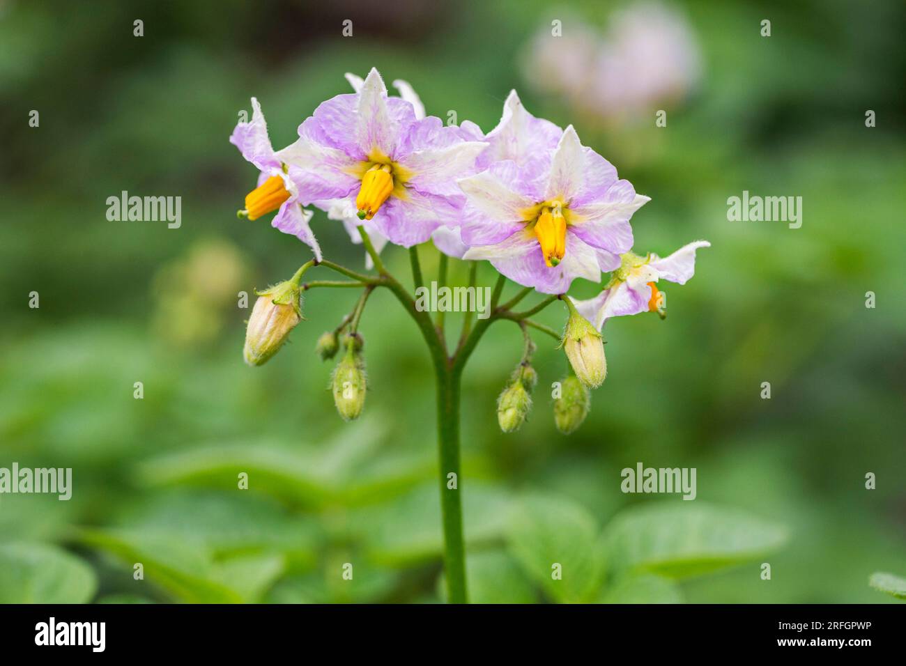 Flowered potato in summer. Potatoes plants with flowers growing on ...