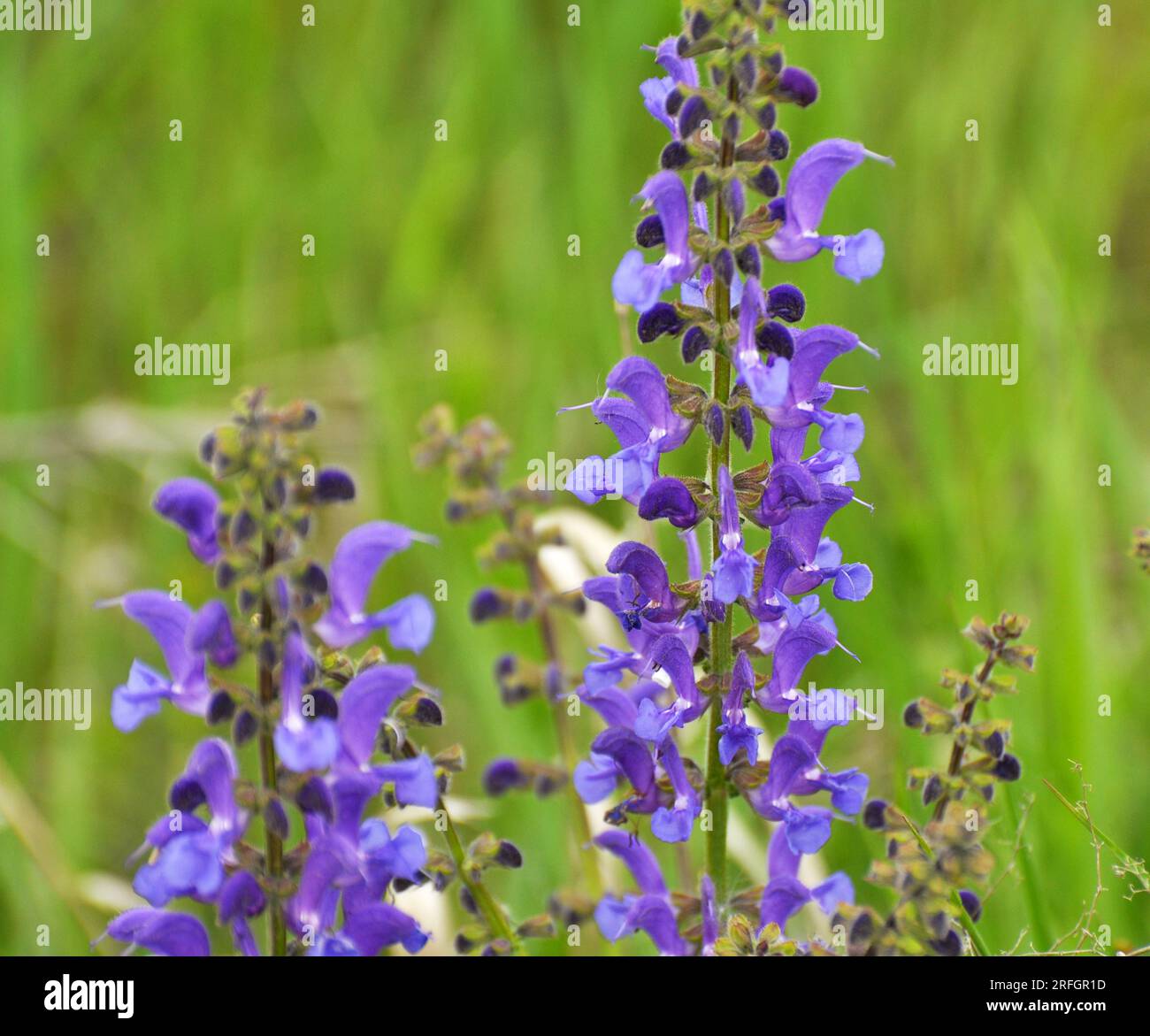 Summer sage (Salvia pratensis) blooms among wild herbs Stock Photo - Alamy