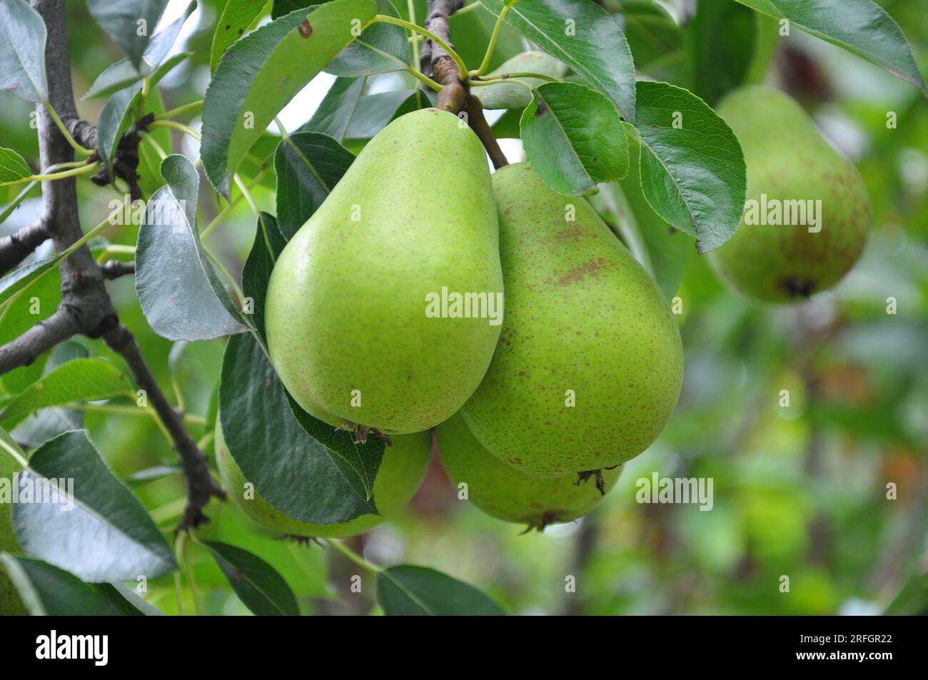 In the orchard, pears ripen on the tree branch Stock Photo - Alamy