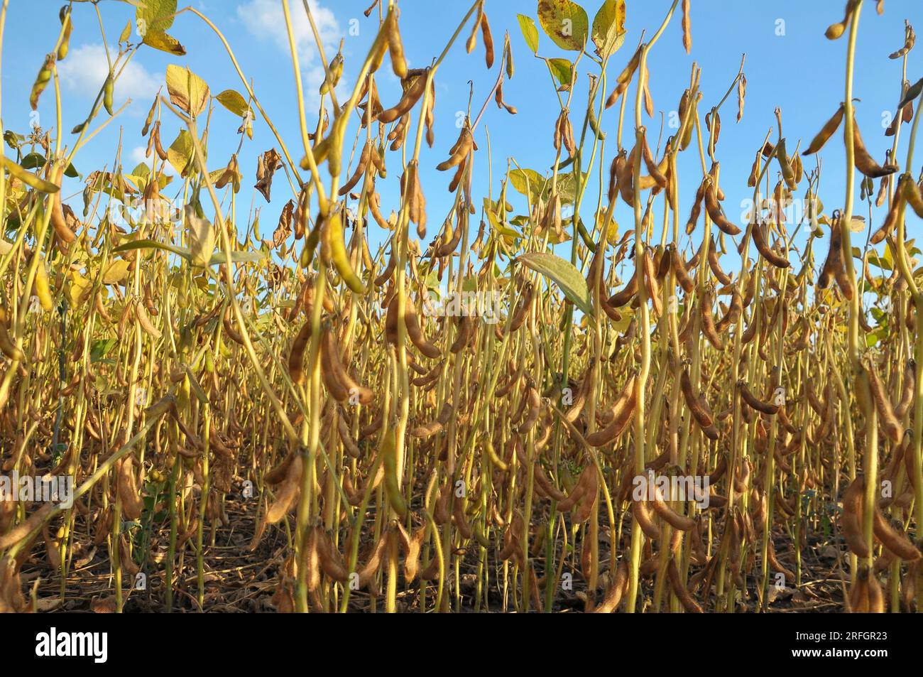 On a farm field on a plant soy pods ripen Stock Photo - Alamy