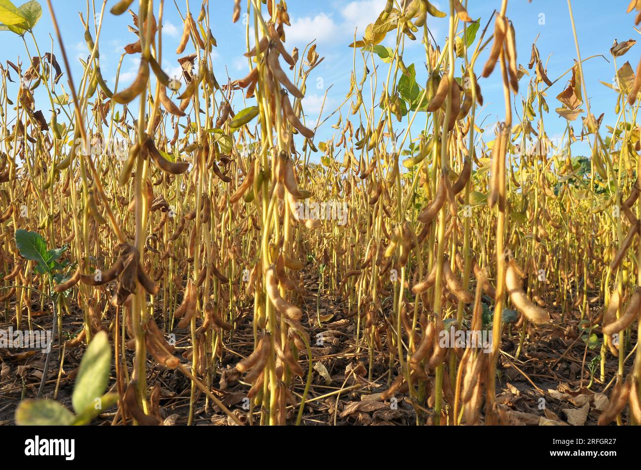 On a farm field on a plant soy pods ripen Stock Photo - Alamy