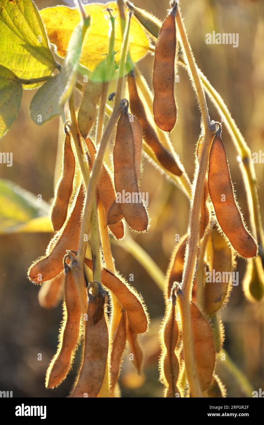 On a farm field on a plant soy pods ripen Stock Photo - Alamy