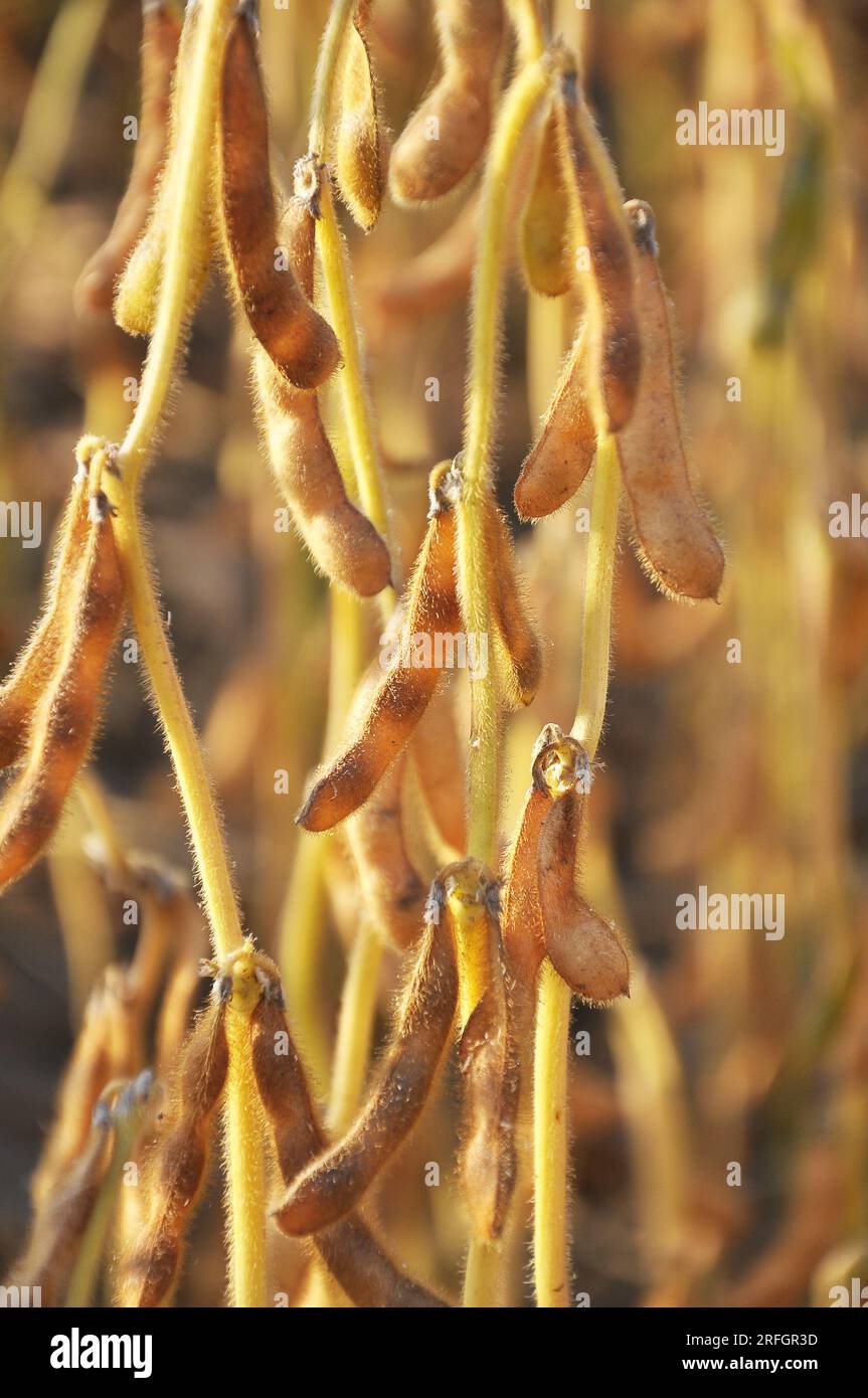 On a farm field on a plant soy pods ripen Stock Photo - Alamy