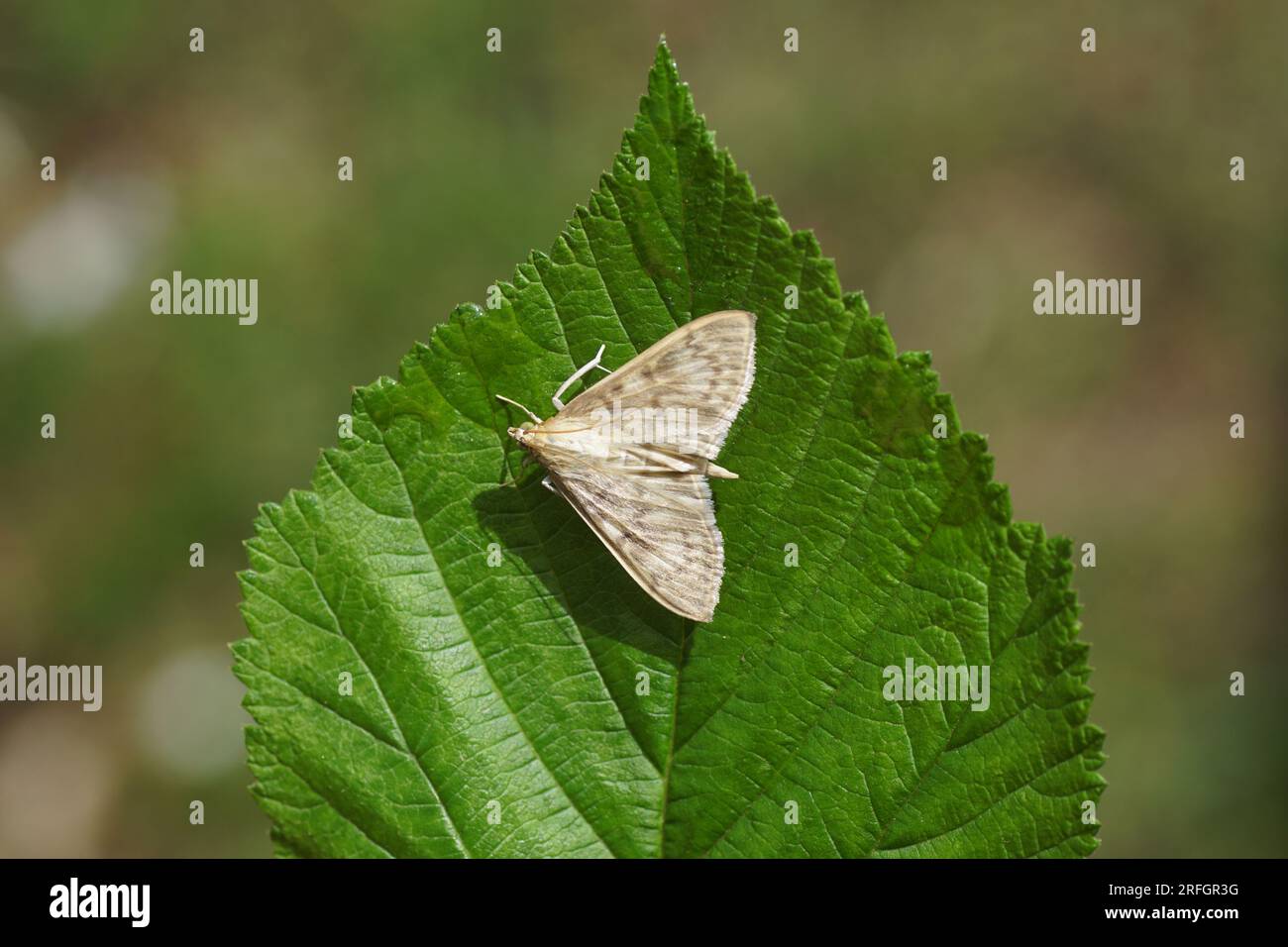 Closeup grass moth Mother of Pearl (Pleuroptya ruralis). Subfamily ...