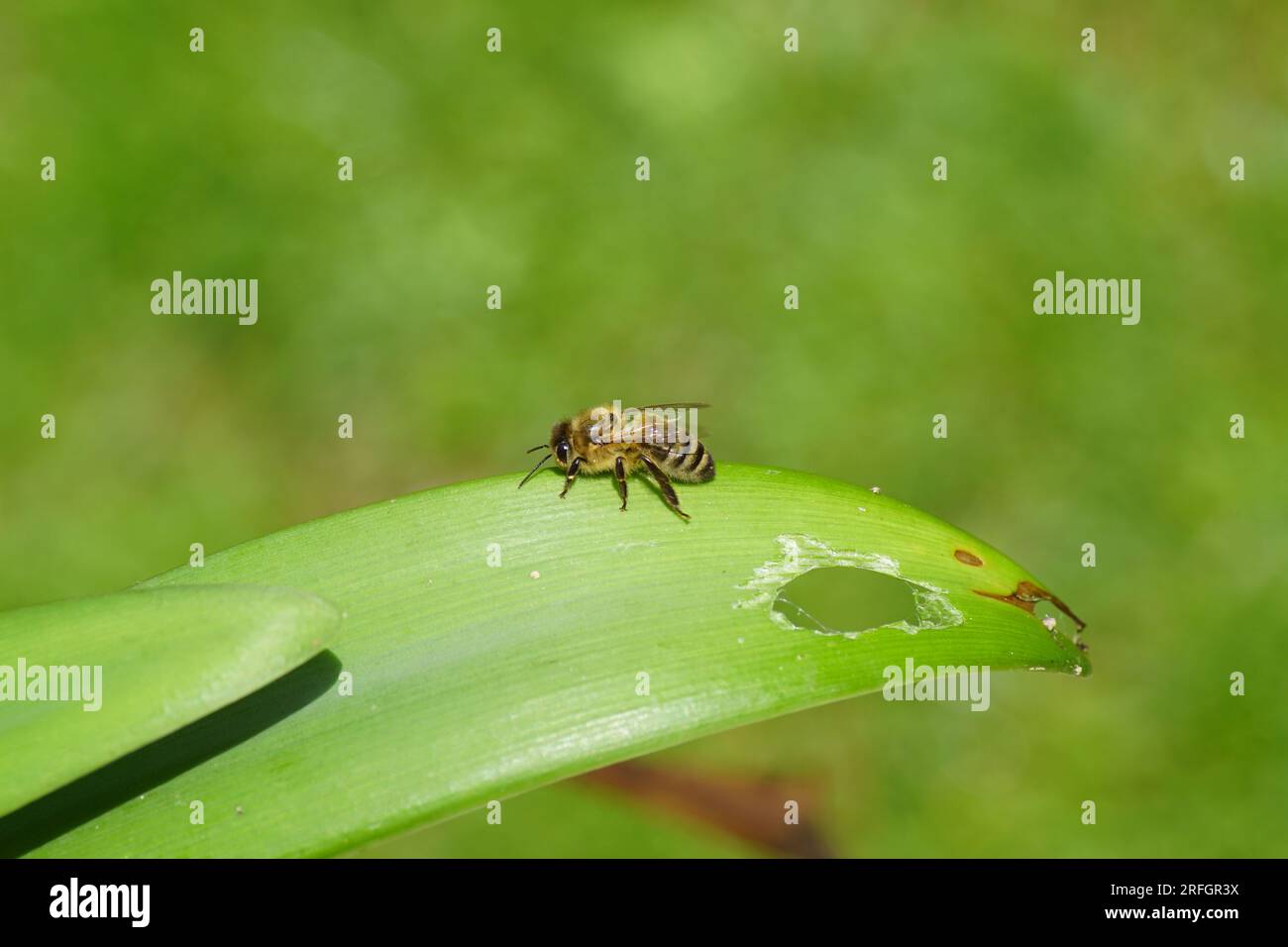 Damaged bee hi-res stock photography and images - Alamy