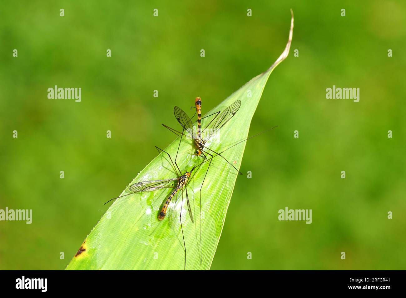 Two male crane flies Nephrotoma flavipalpis, family Tipulidae on a wet ...