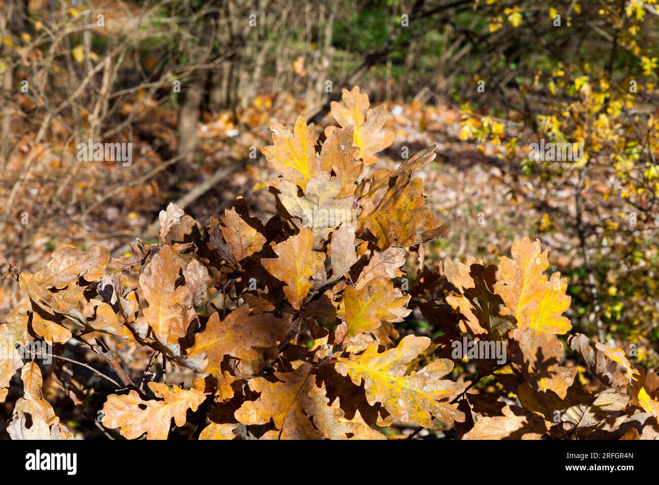 deciduous trees in the autumn season during leaf fall, mixed forest ...
