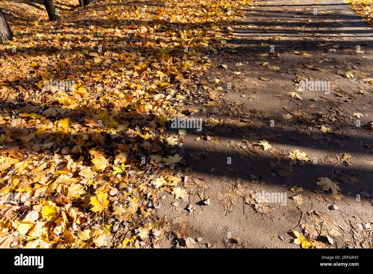 deciduous trees in the autumn season during leaf fall, mixed forest ...