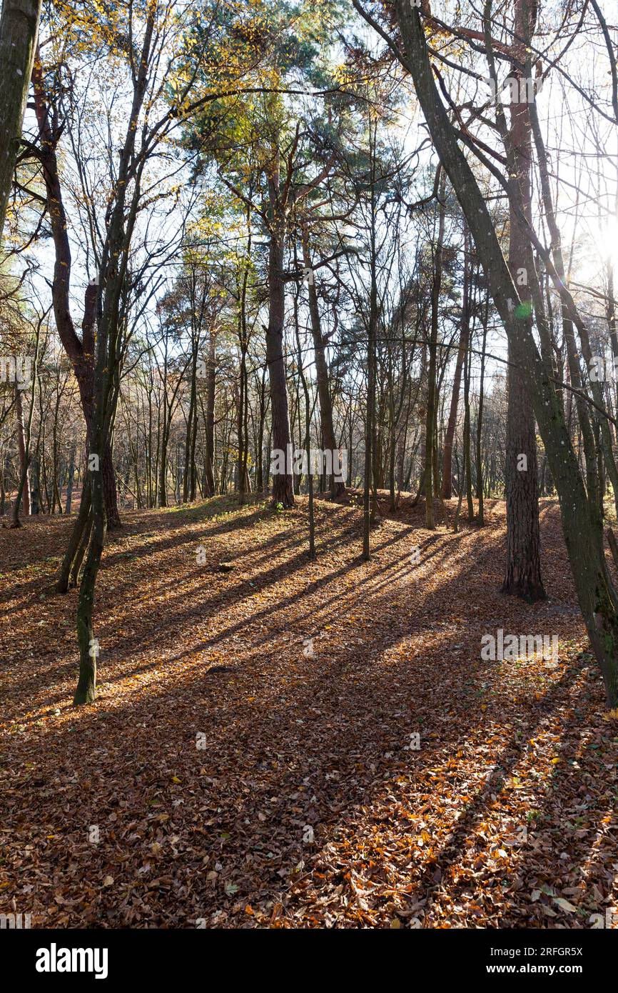 deciduous trees in the autumn season during leaf fall, mixed forest ...