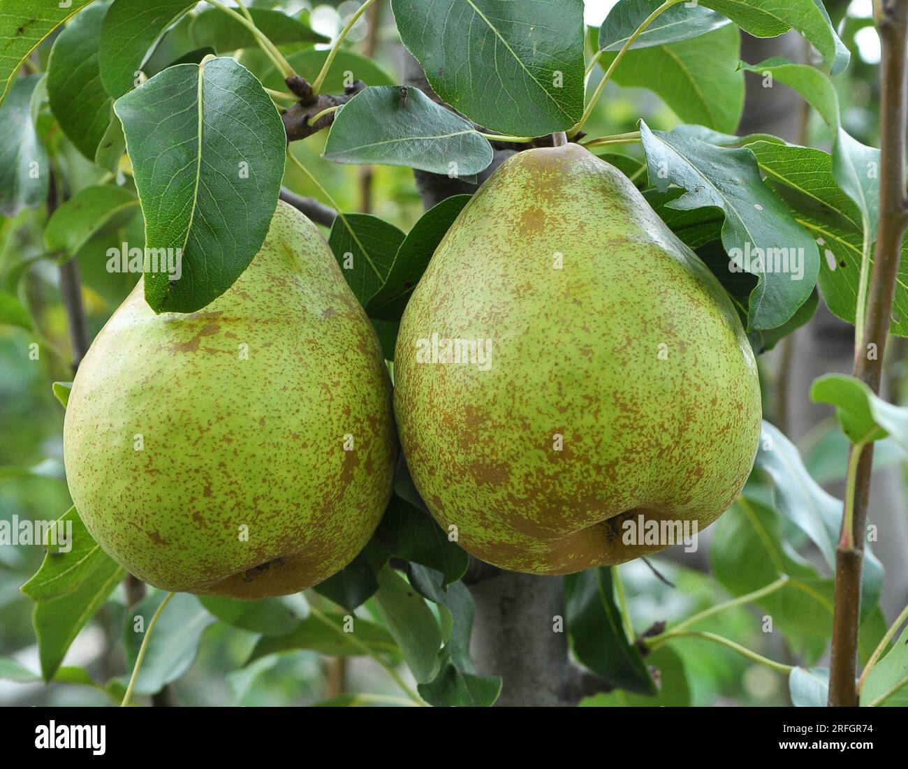 In the orchard, pears ripen on the tree branch Stock Photo - Alamy