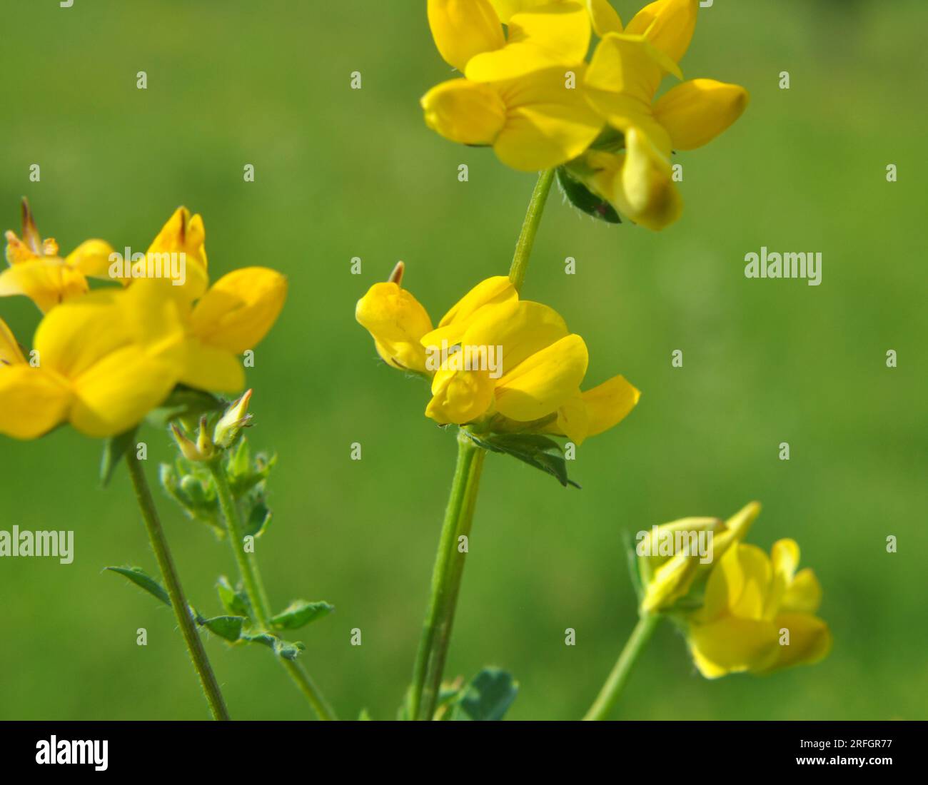 Wild bloom lotus flower hi-res stock photography and images - Alamy