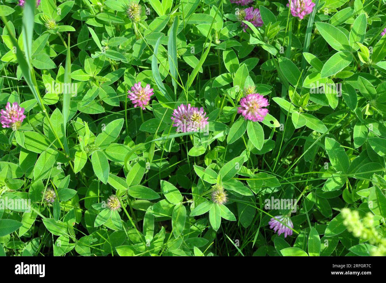 In the meadow, among the wild grasses blooms clover (Trifolium medium Stock Photo - Alamy