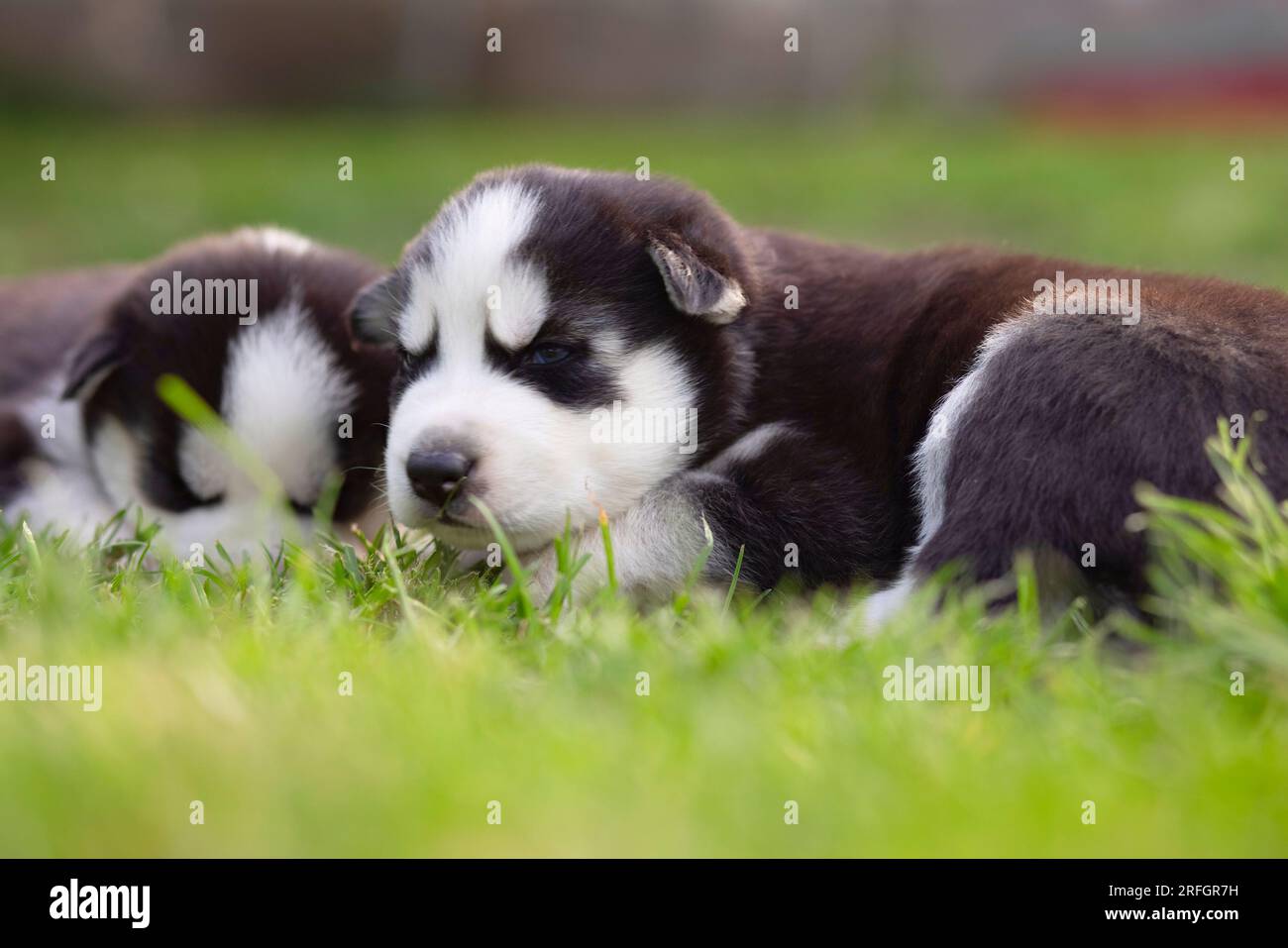 Two husky puppies lie in the green grass on the lawn. Husky puppies ...