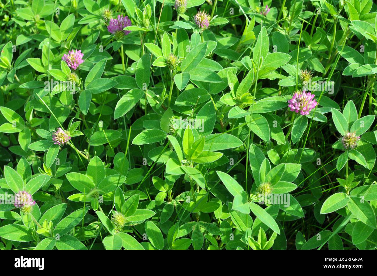In the meadow, among the wild grasses blooms clover (Trifolium medium Stock Photo - Alamy