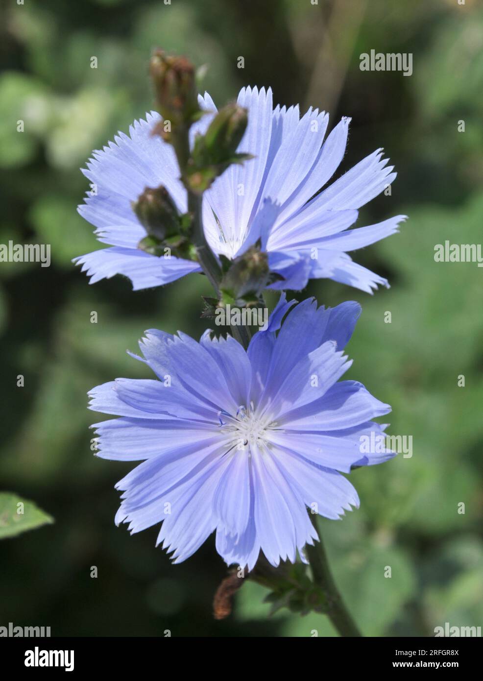 Chicory (Cichorium intybus) blooms in the wild in summer Stock Photo ...