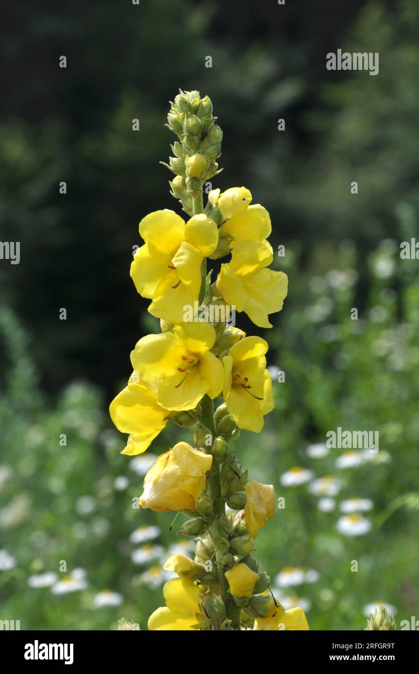 In the summer, mullein (Verbascum) blooms in the wild Stock Photo - Alamy