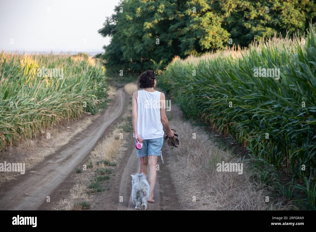 Young woman walking in nature with two small white dogs on the leash ...