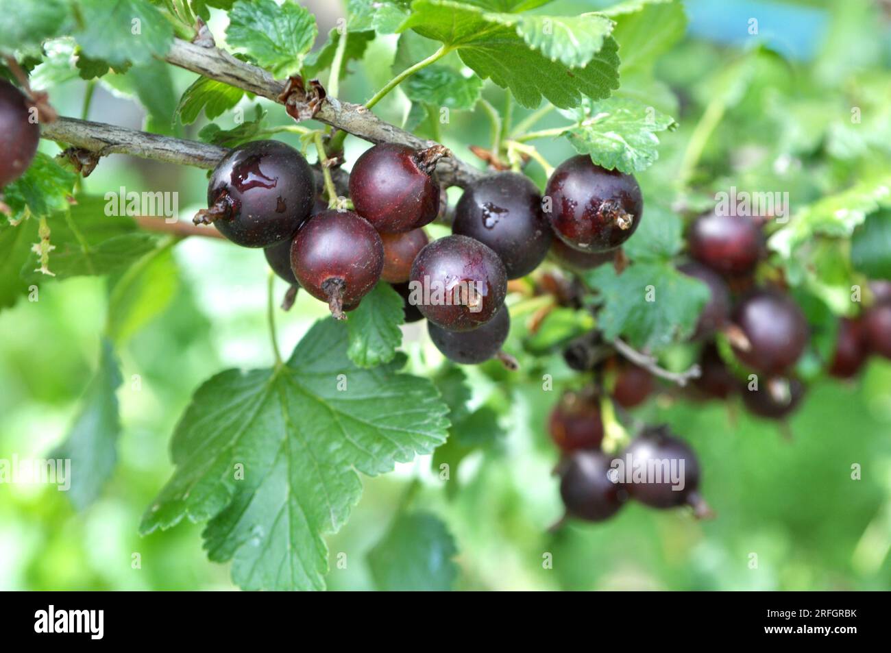 On the branch are ripe black berries of Yoshta Stock Photo - Alamy