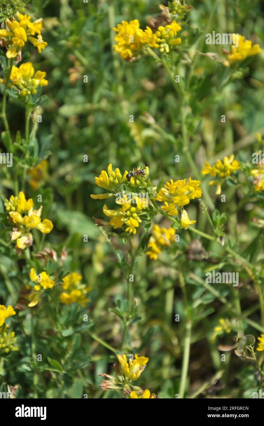 Alfalfa sickle (Medicago falcata) blooms in nature Stock Photo - Alamy