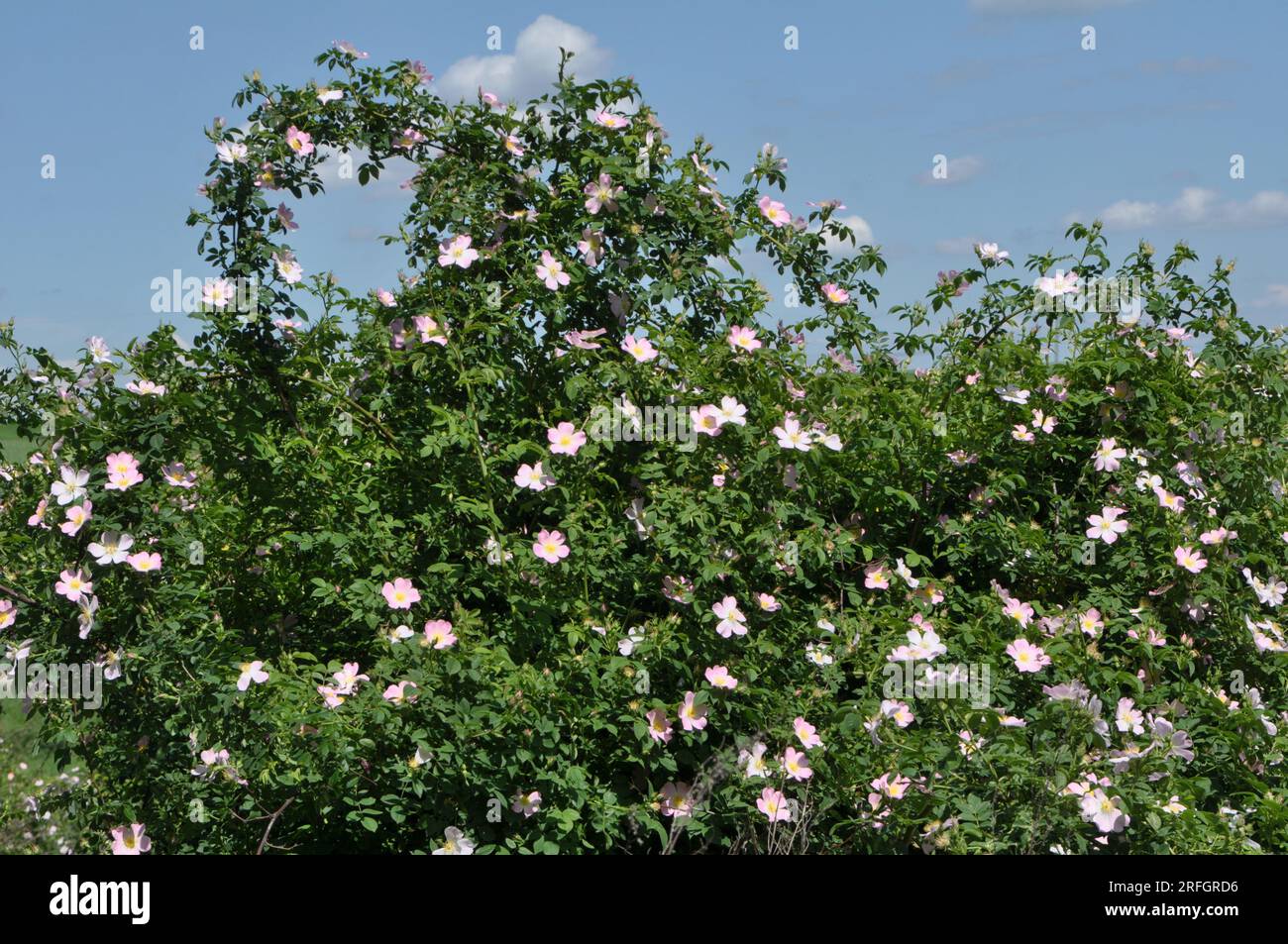 Rose of spring hi-res stock photography and images - Alamy