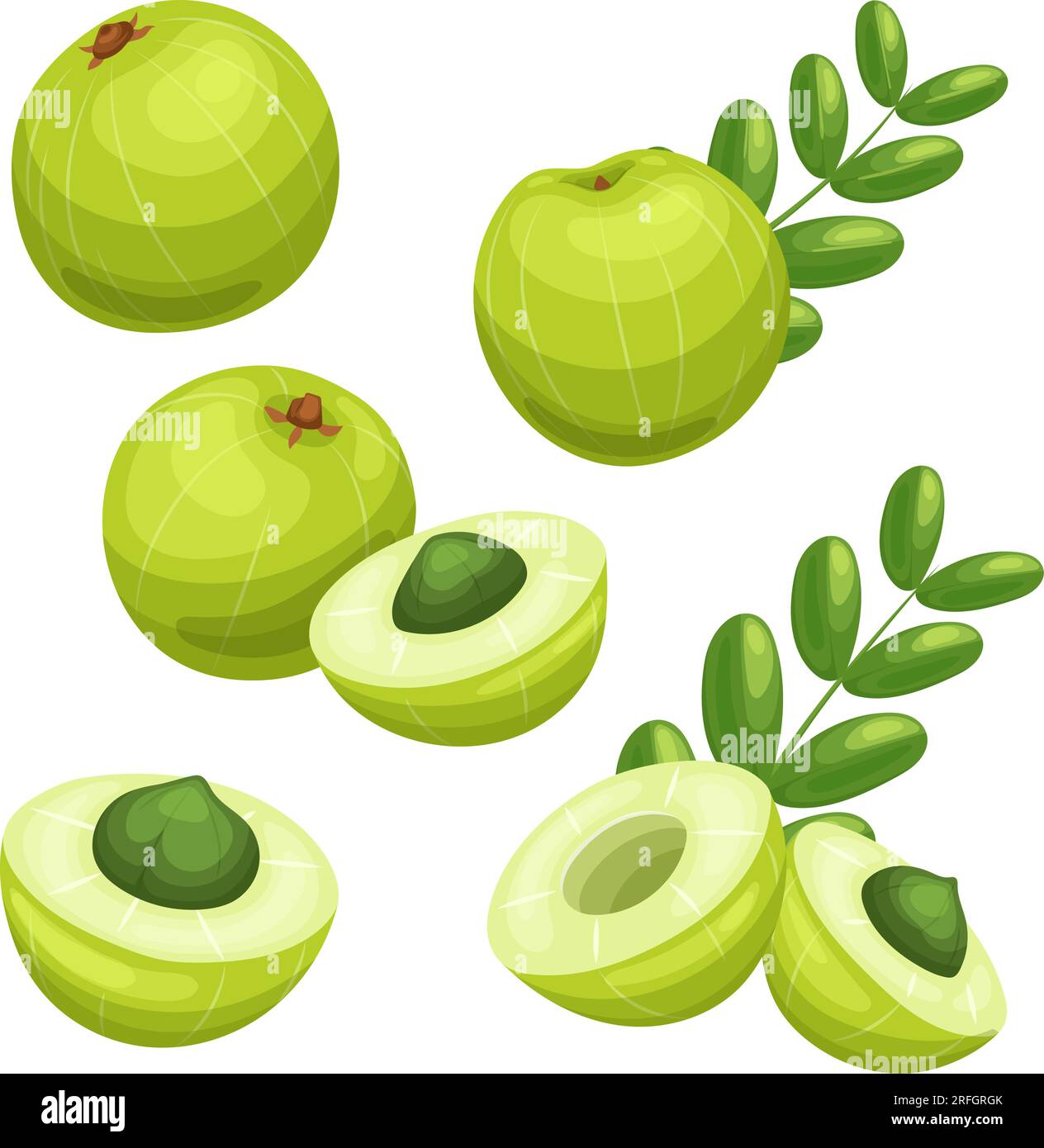 amla fruit set cartoon vector illustration Stock Vector Image & Art - Alamy