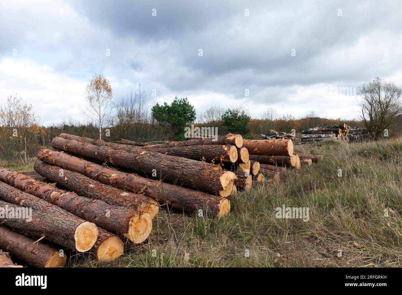 harvesting pine wood for the production of boards and other lumber from ...