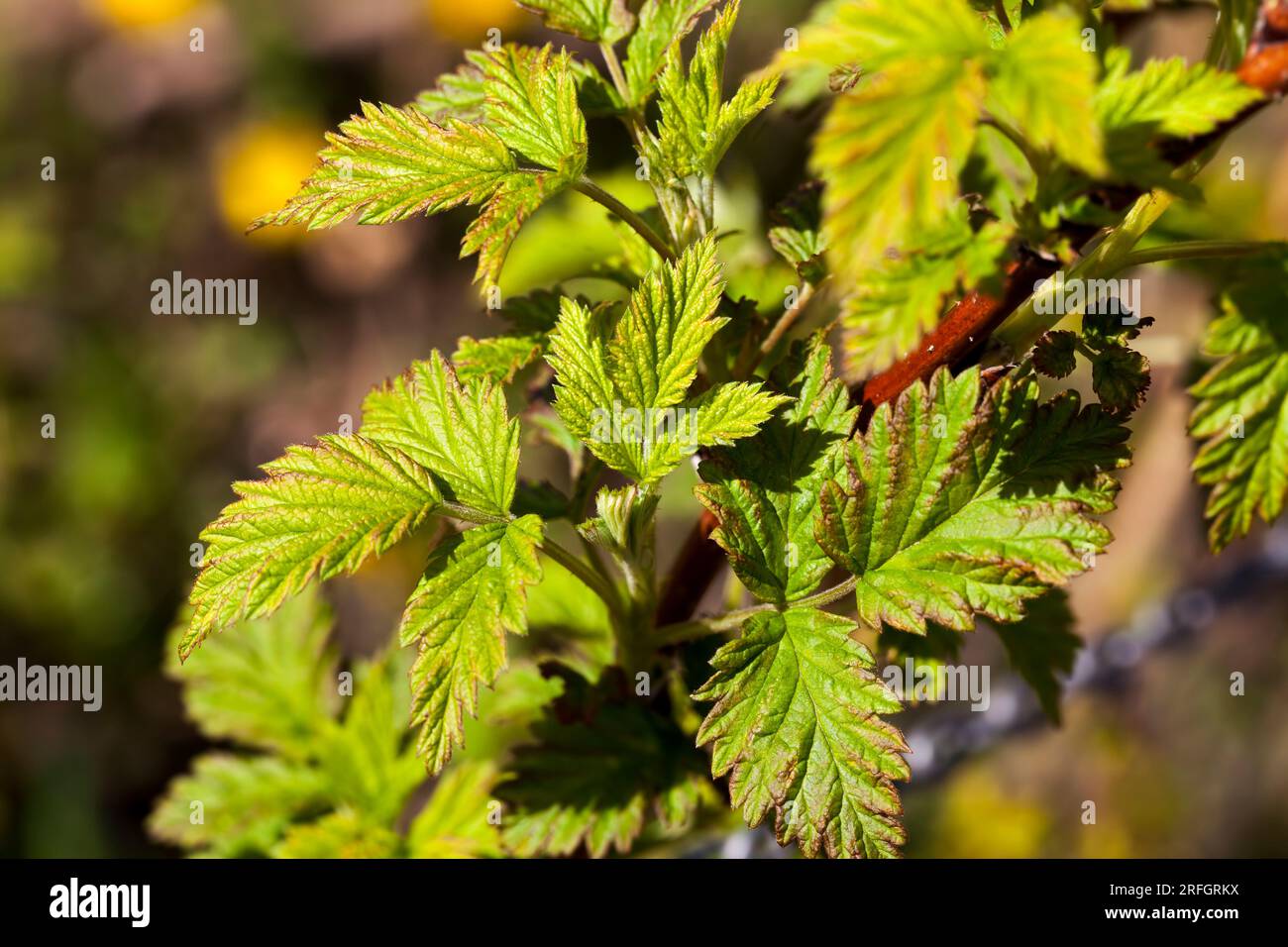 green leaves of raspberry bushes in the spring season, raspberries ...
