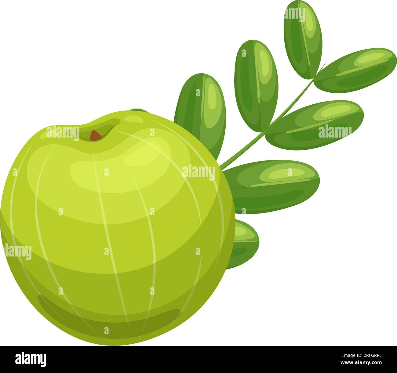 gooseberry amla fruit cartoon vector illustration Stock Vector Image ...