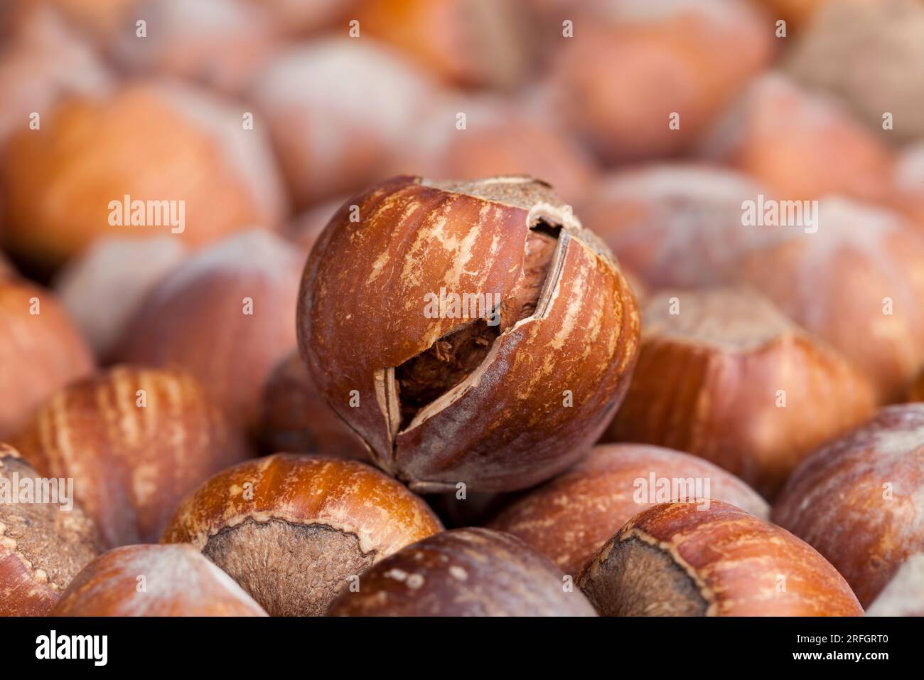 split hazelnuts on the table, split shells on raw hazelnuts during the ...
