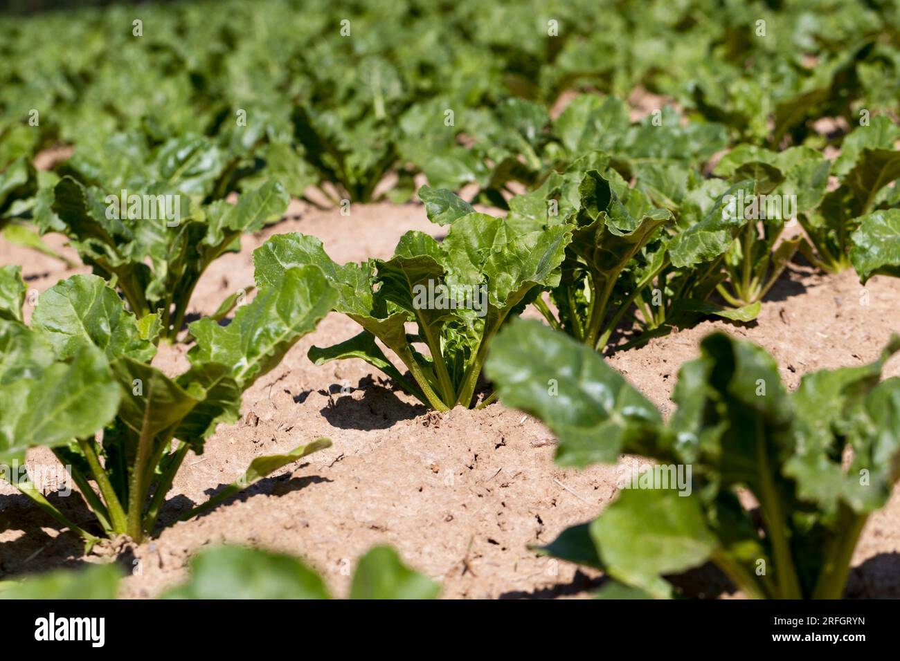 cultivation of sugar beet for the production and production of sugar, a ...