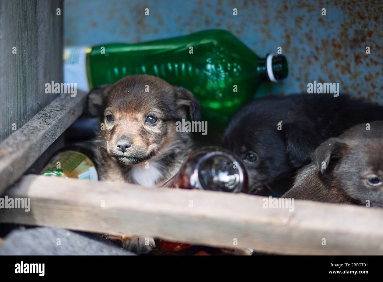 Small homeless puppies outdoors. Homeless dogs. Mongrel puppies. Pups ...