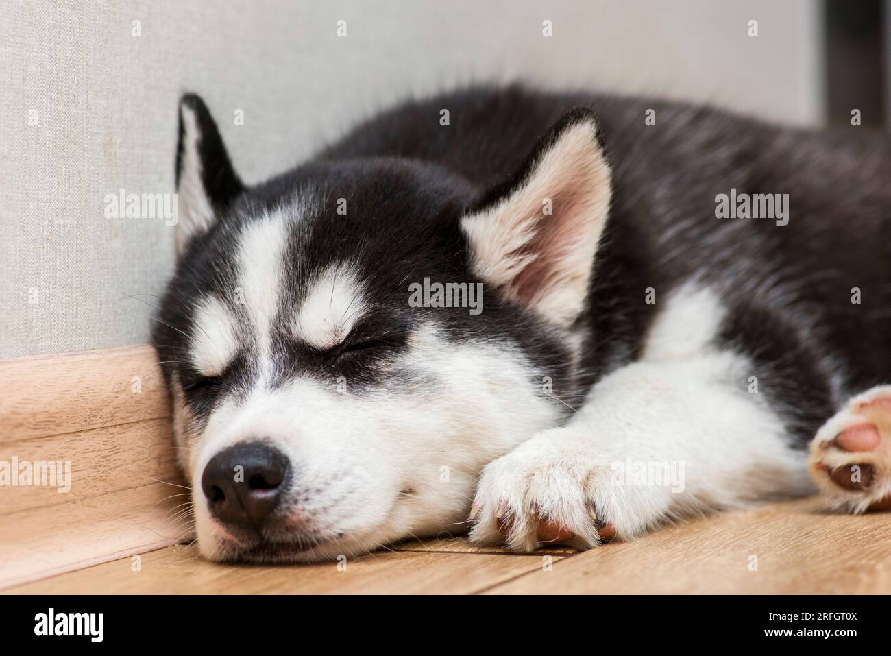 Sleepy Husky Puppies