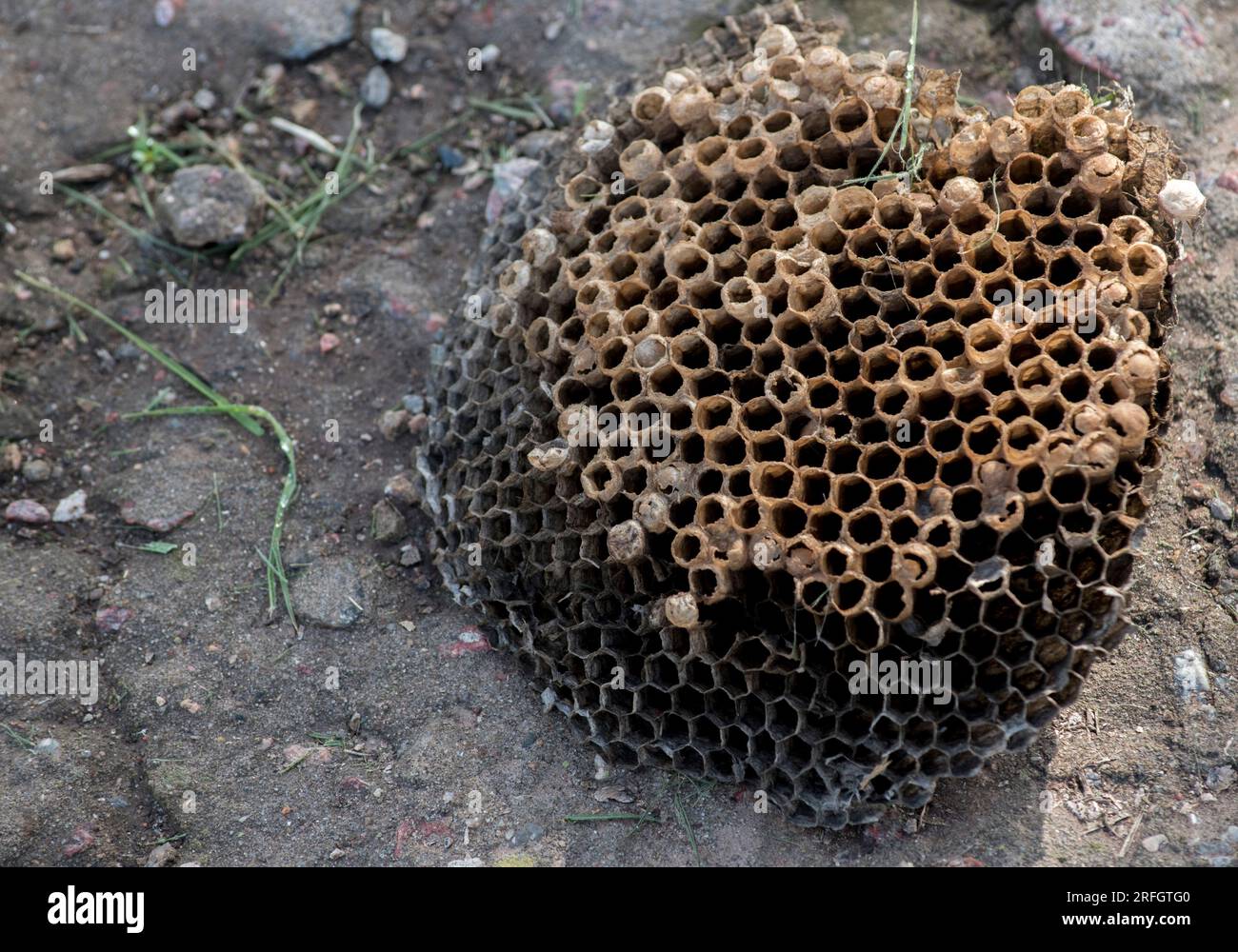 Larvae colony structure hi-res stock photography and images - Alamy