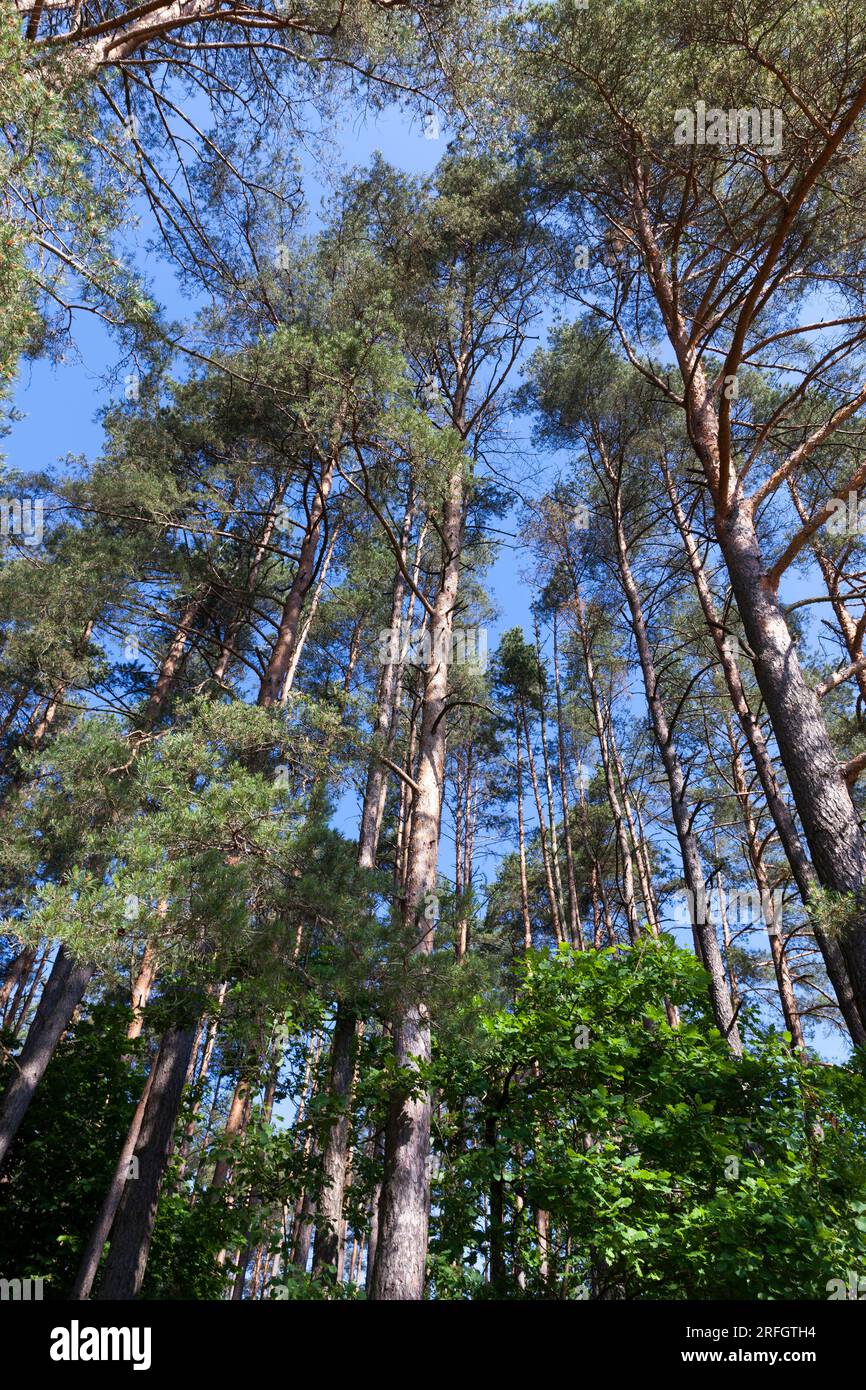 coniferous trees in the summer, different trees growing in a mixed ...